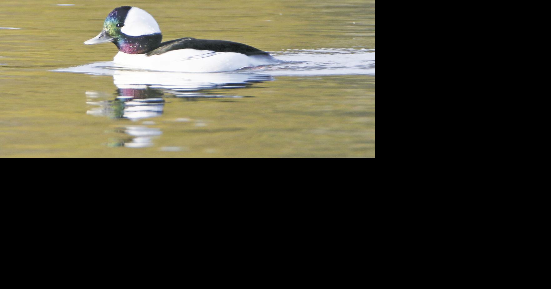 bufflehead duck