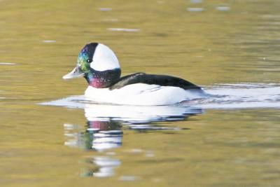 bufflehead