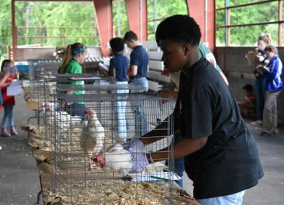 4-H’ers compete at area poultry judging competition | Education | times ...