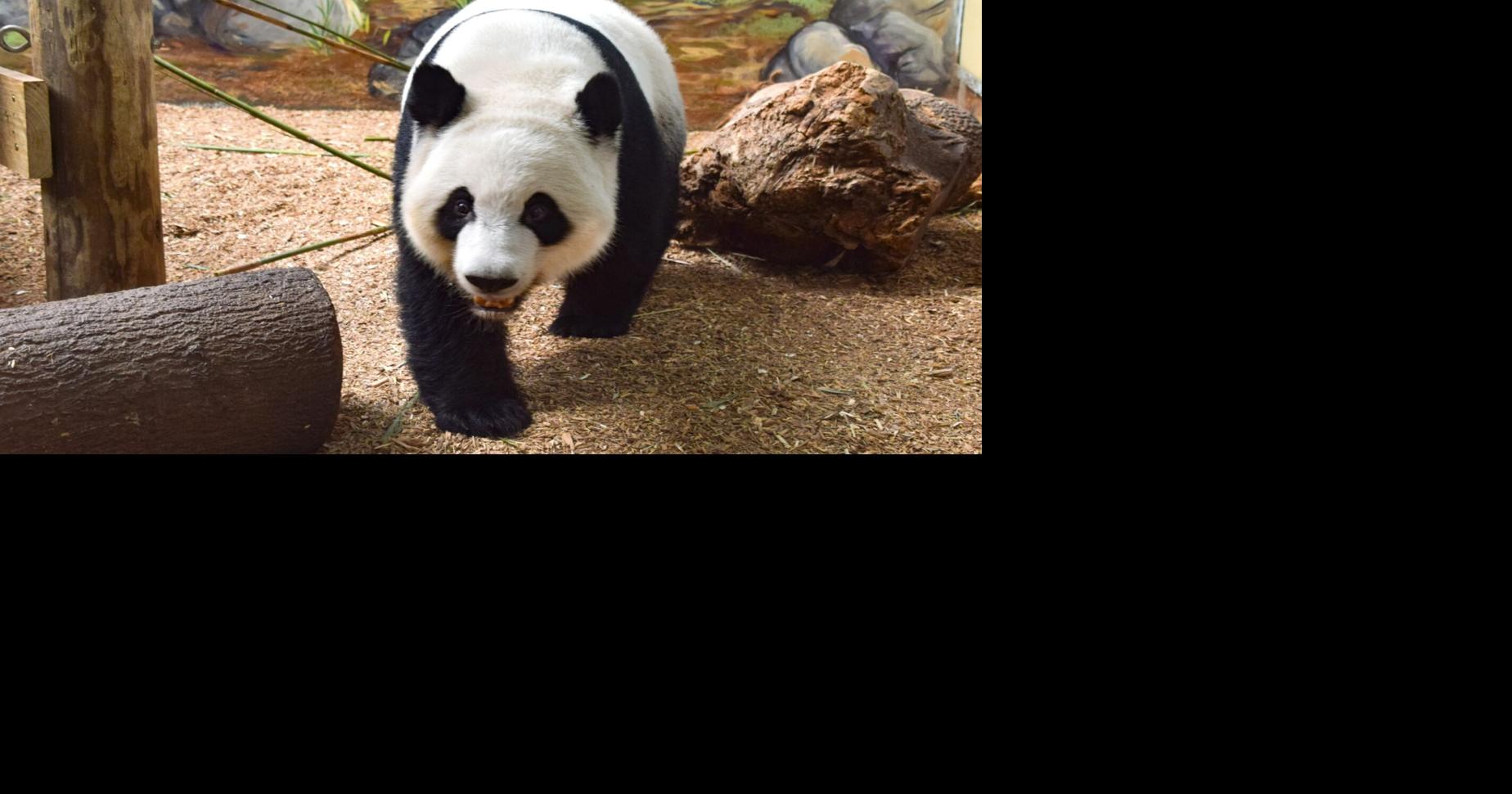Atlanta’s famous pandas leaving this year | News | times-herald.com