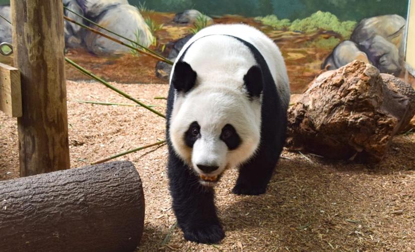 Atlanta’s famous pandas leaving this year | News | times-herald.com