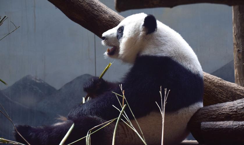 Atlanta’s famous pandas leaving this year | News | times-herald.com