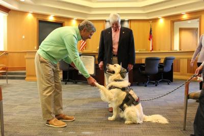 Oliver Golden Therapy Dog, honored on National Therapy Animal Day ...