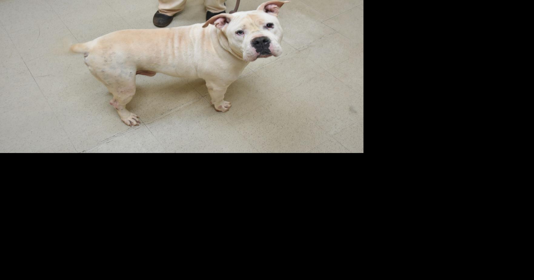 Pet of the Week: Kane | Arts & Community | times-herald.com