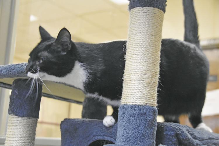 Pet of the Week: Glow | Arts & Community | times-herald.com