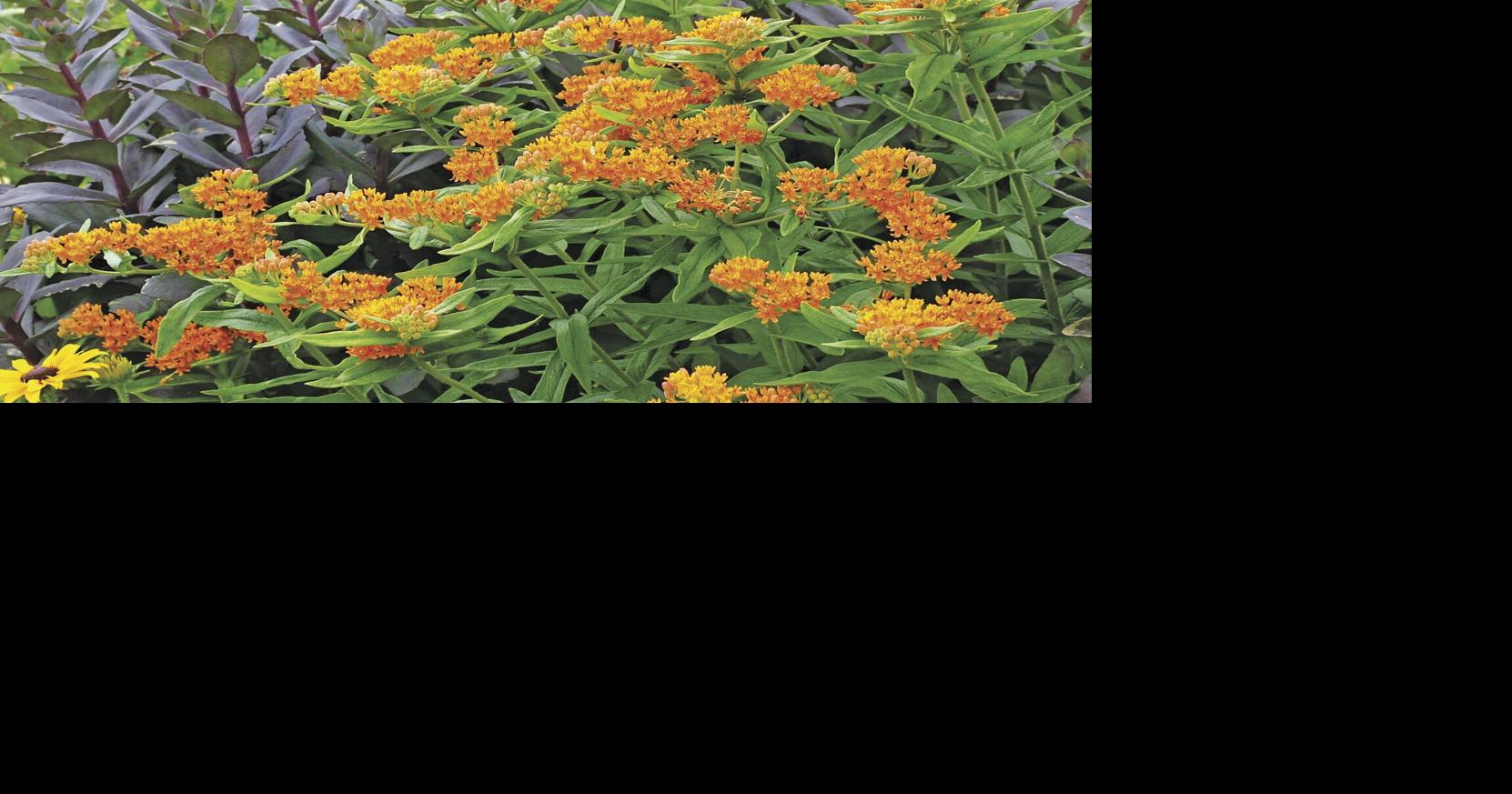 Wild Things: Uncommonly Orange | Arts & Community | times-herald.com