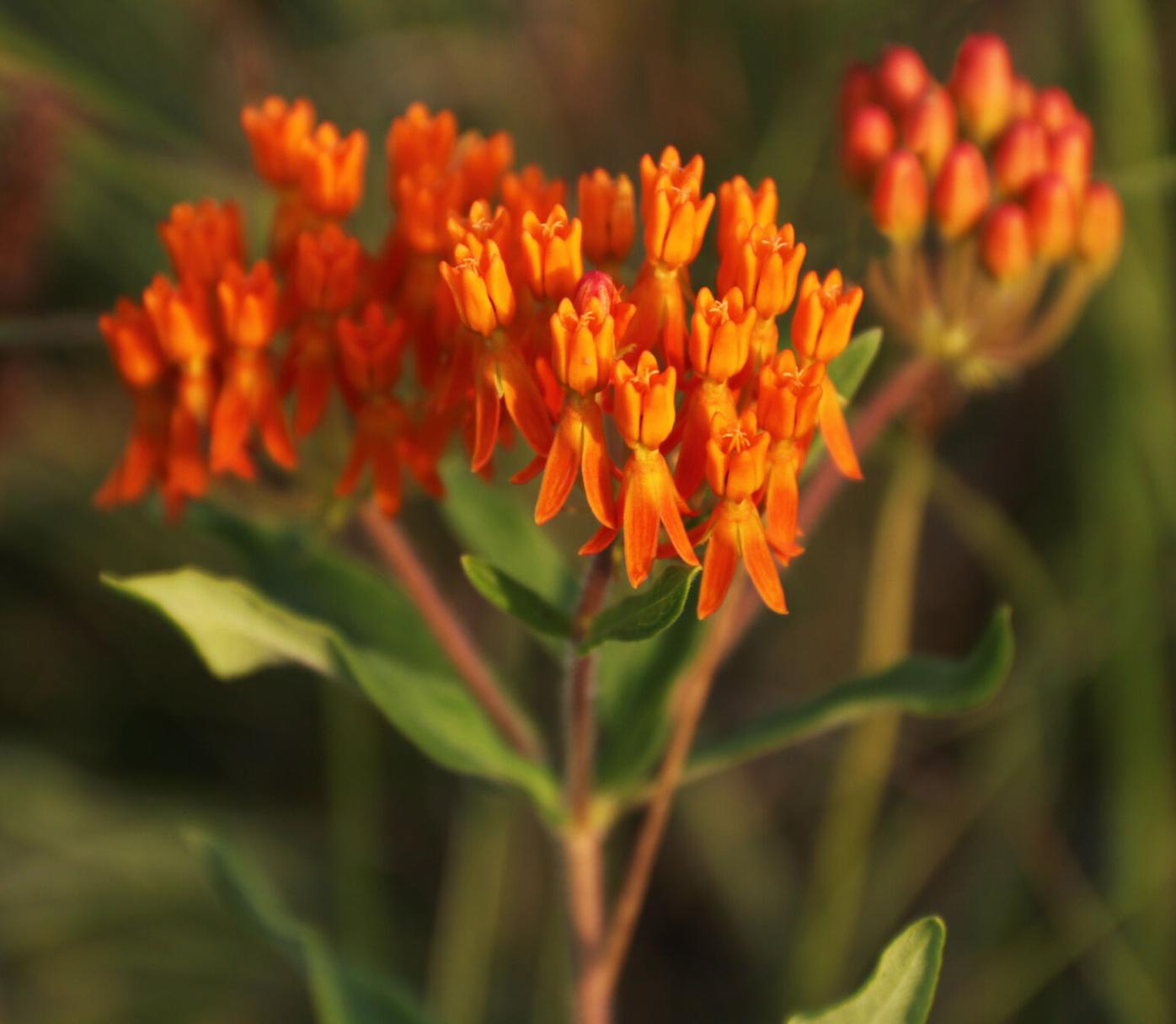 asclepias physocarpa native range