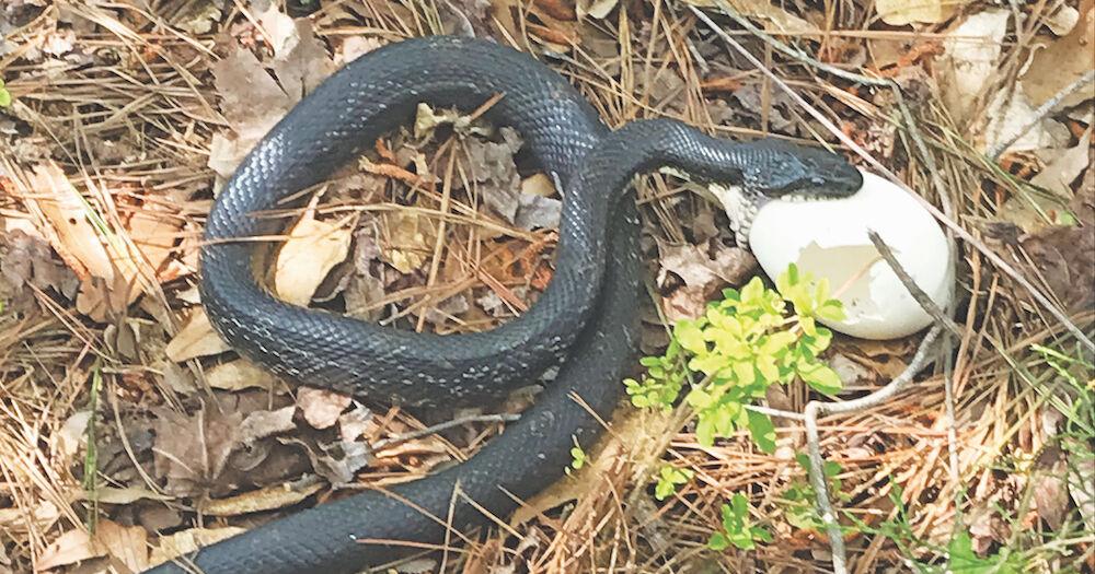 Wild Things: The Snake and the Egg | Arts & Community | times-herald.com