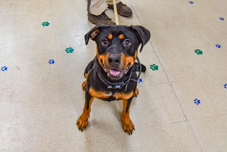 Pet of the Week: Ruby | Arts & Community | times-herald.com