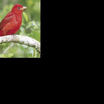 Wild Things: Summer Tanagers | Arts & Community | times-herald.com