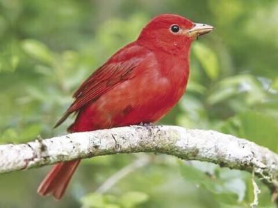 Wild Things: Summer Tanagers | Arts & Community | times-herald.com