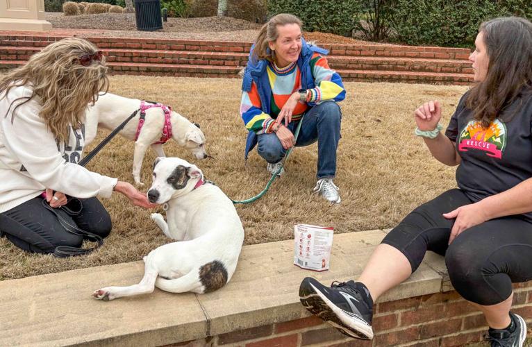 Years later, a familiar face leads rescue dog home | Arts & Community ...
