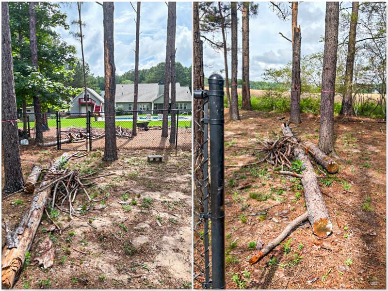 Dead trees spark dispute between Wills Run homeowner and county | News ...