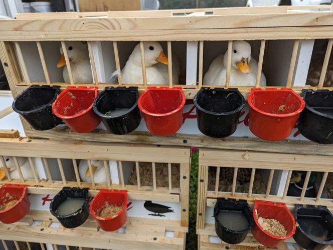 Bird nerds flock together at poultry show | News | times-herald.com