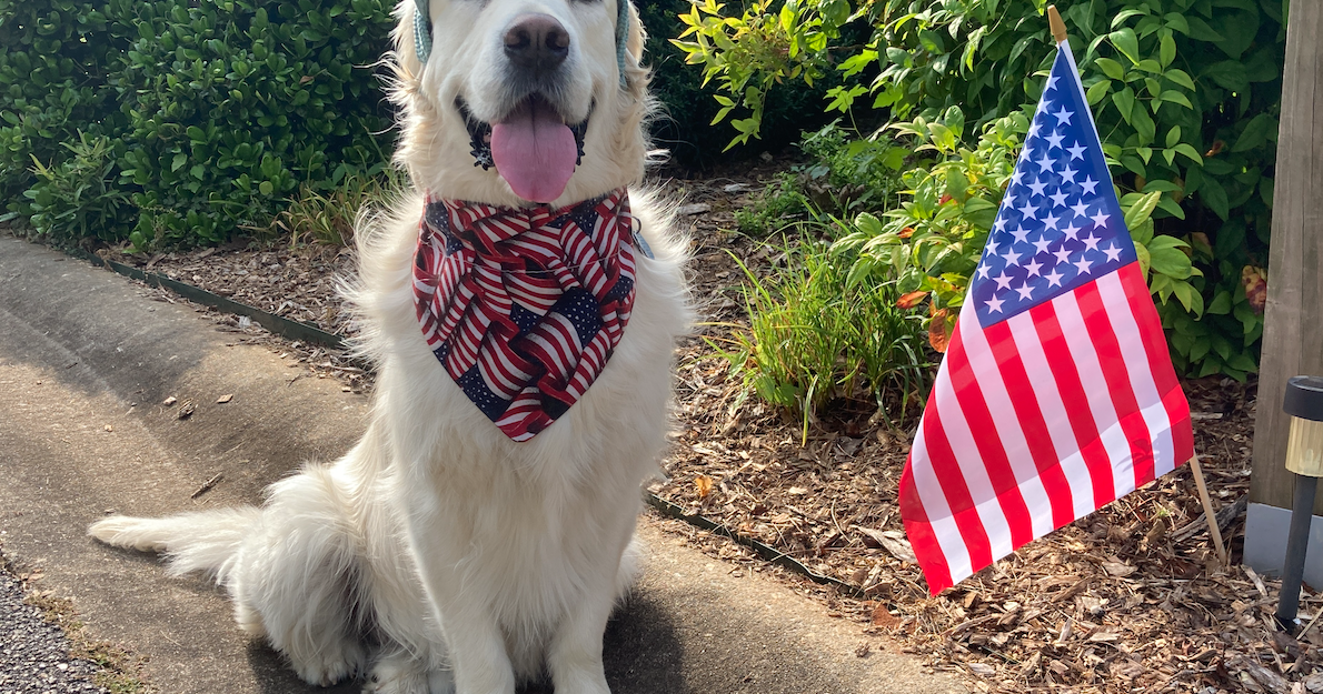 Oliver, Golden Therapy Dog, earns prestigious AKC Supreme Award for ...