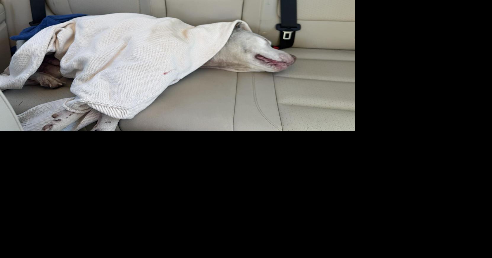 Senoia resident questions vet limits after injured dog dies | News ...