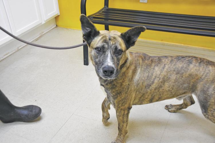 Pet of the Week: Jack Jack | Arts & Community | times-herald.com