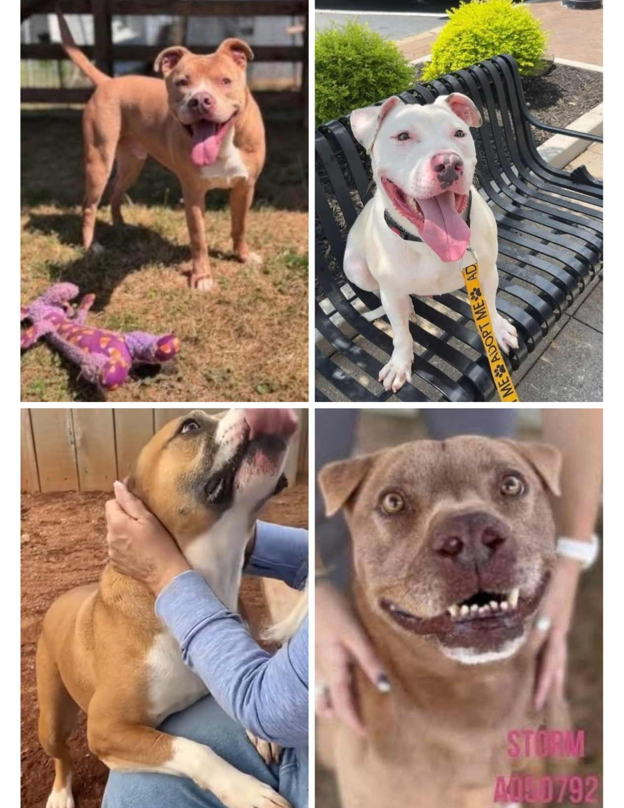 Four dogs at risk of euthanization; deadline set for June 16 | News ...
