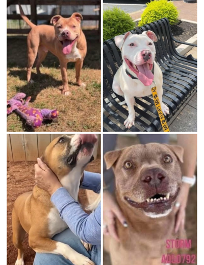 Four dogs at risk of euthanasia; deadline set for June 16 | News ...