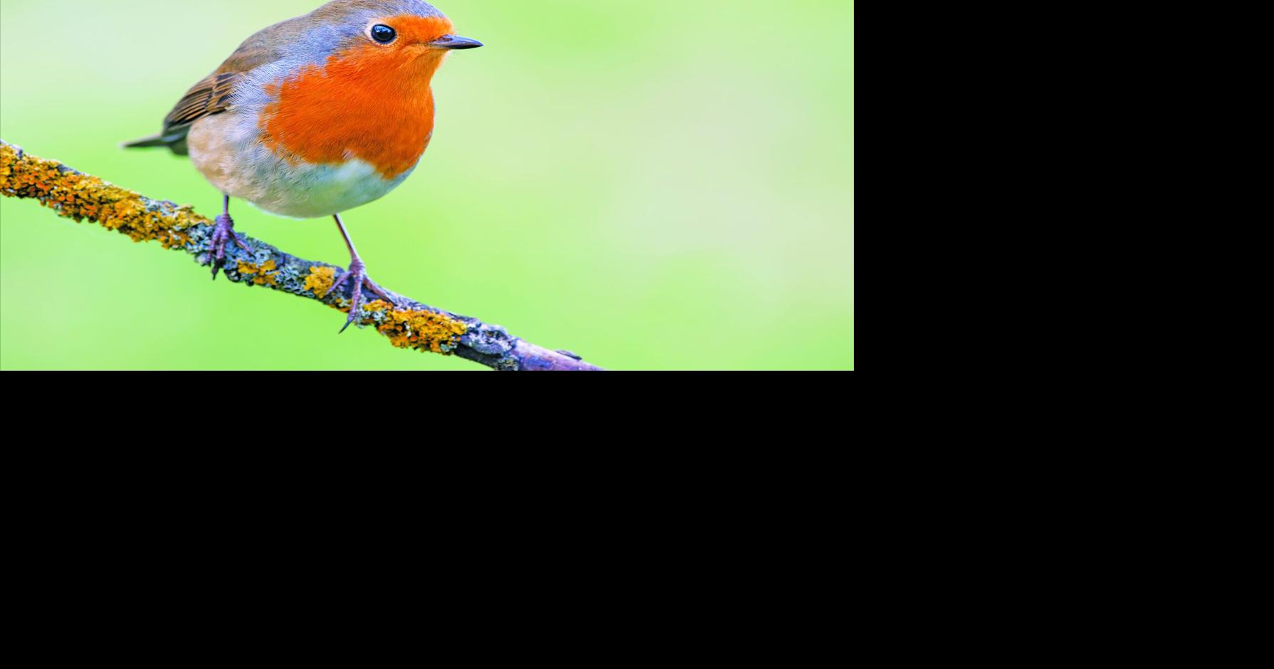 Wild Things: Robins prevail against invasives | Arts & Community ...