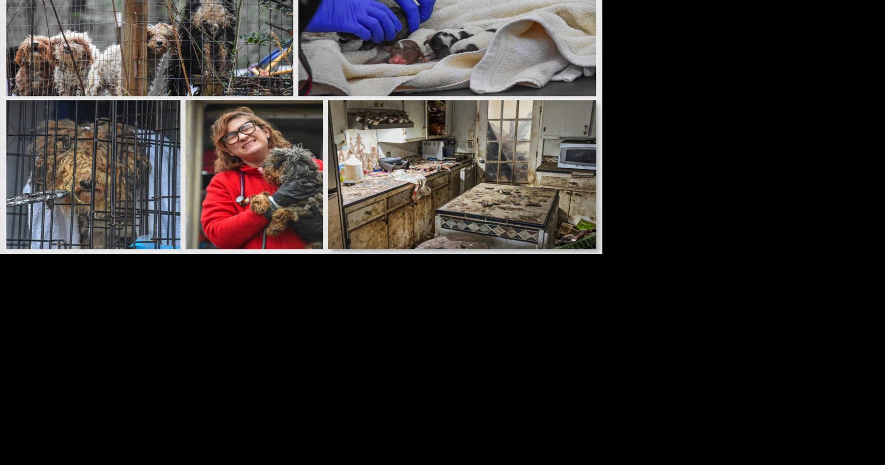 Massive animal rescue uncovers hoarding, neglect, and deplorable ...