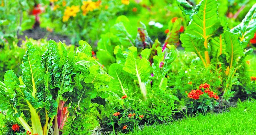 Grow food with style: Edible landscaping blends beauty and bounty ...