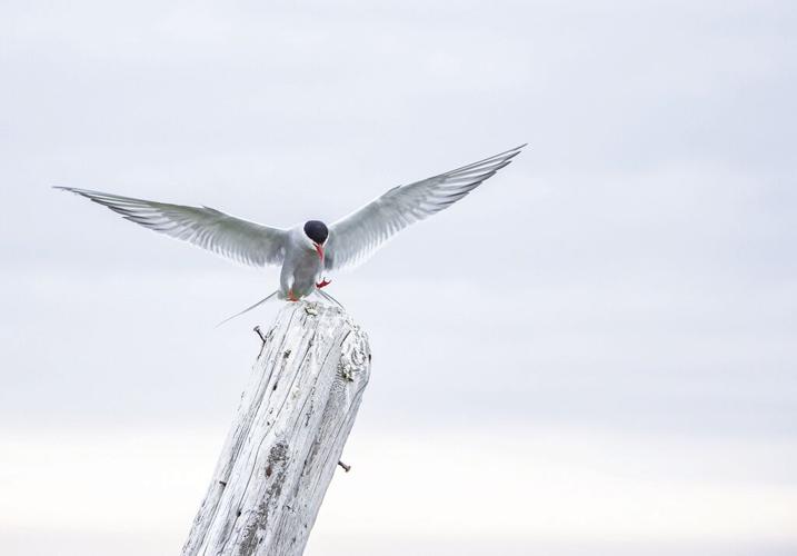 There and Back Again: Arctic Tern | Arts & Community | times-herald.com