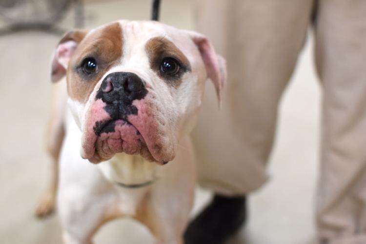 Pet of the Week: Patches | Arts & Community | times-herald.com
