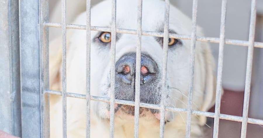 A round of a-paws: All 10 dogs in danger of euthanasia adopted or ...