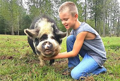 how big do kunekune get