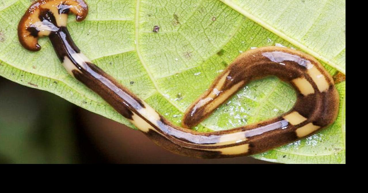 Watch out for toxic hammerhead worms | Around Alabama | times-journal.com