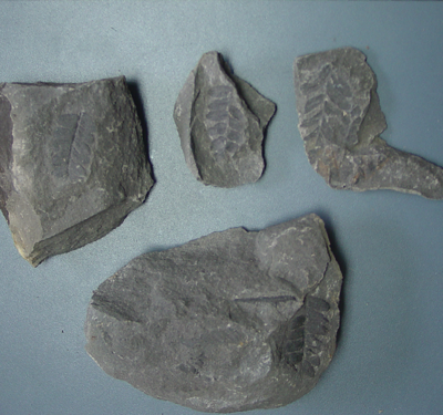 A look at local fossils | Around Alabama | times-journal.com