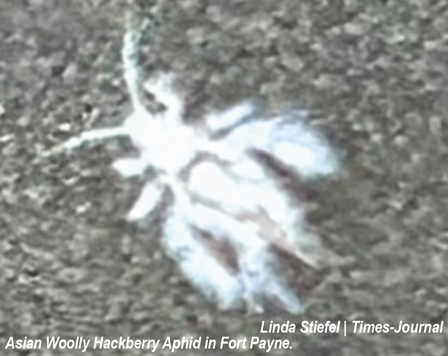 Asian Woolly Hackberry Aphids Plague Northeast Alabama | DeKalb Living ...