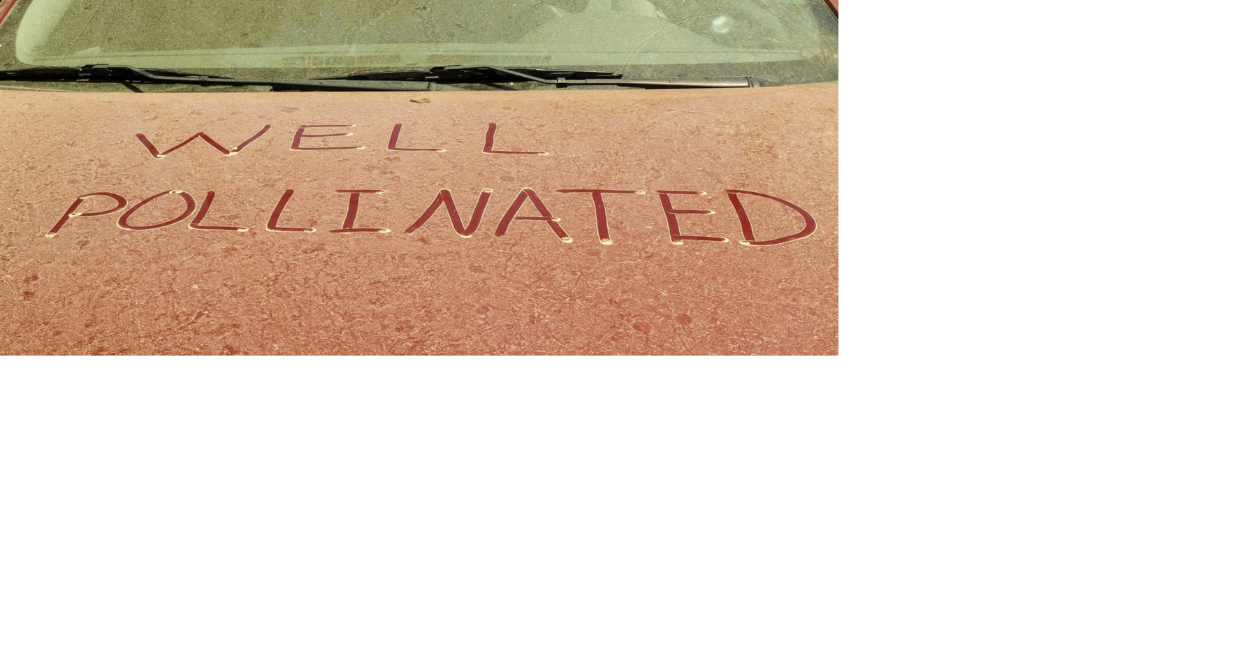 Beauty of spring brings on the beast of pollen | Around Alabama | times ...