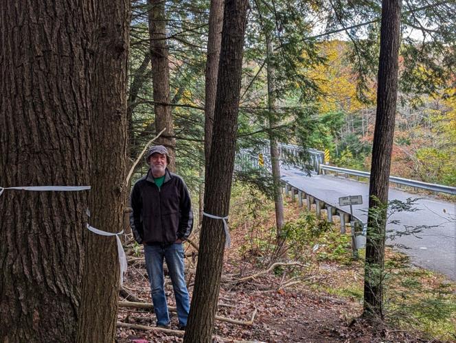 Dan Rodricks | Cutting mighty trees in a popular Maryland park for a ...