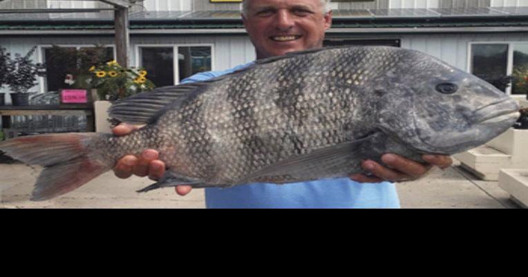 Record sheepshead | Outdoors | times-news.com
