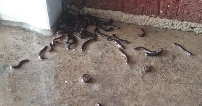 Millipede mayhem: It's that time of year, experts say | Local News ...