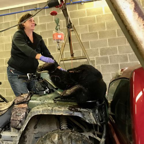 PHOTOS of the 2017 Maryland Bear Hunt | Bear Hunt | times-news.com