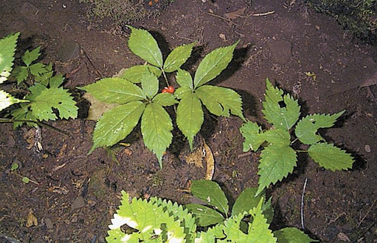Mammoth ginseng root dug in Allegany County possibly a world record ...