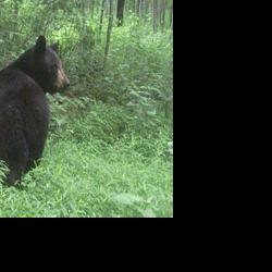 Maryland bear hunting zone expands, permits increase | News | times ...