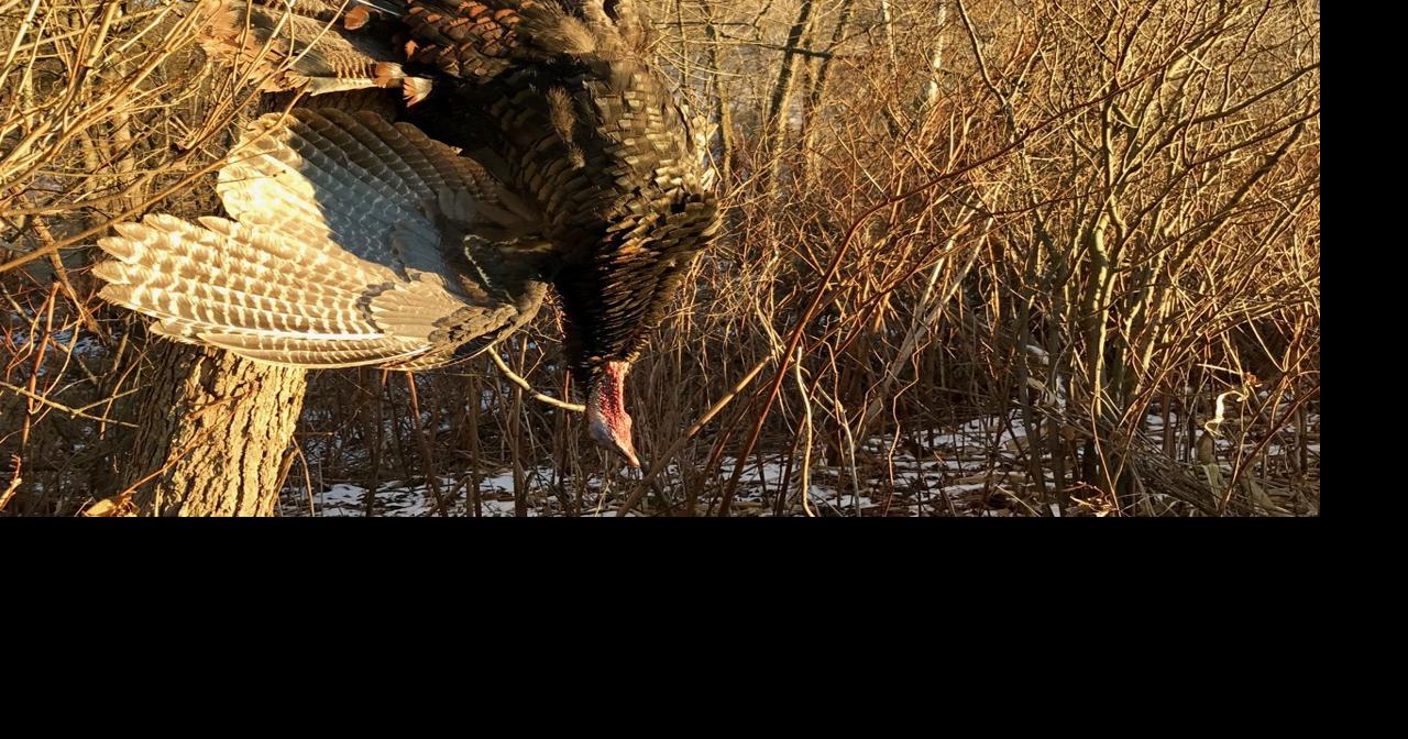 Maryland has small winter turkey hunting season harvest | Local News ...