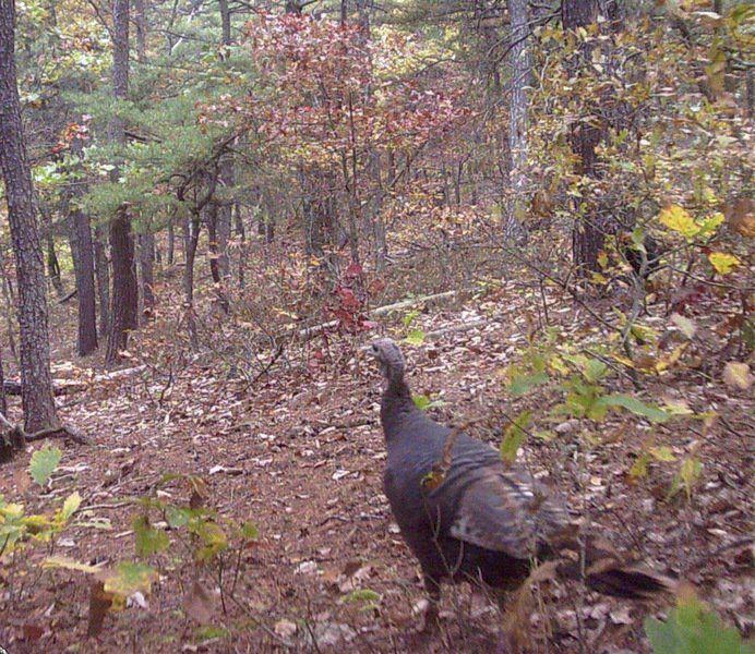 W.Va. fall turkey harvest skyrockets | Local News | times-news.com