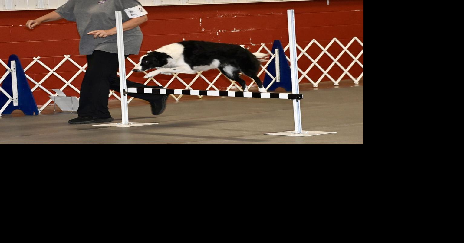 Dog show off, running at Allegany County Fairgrounds | News | times ...