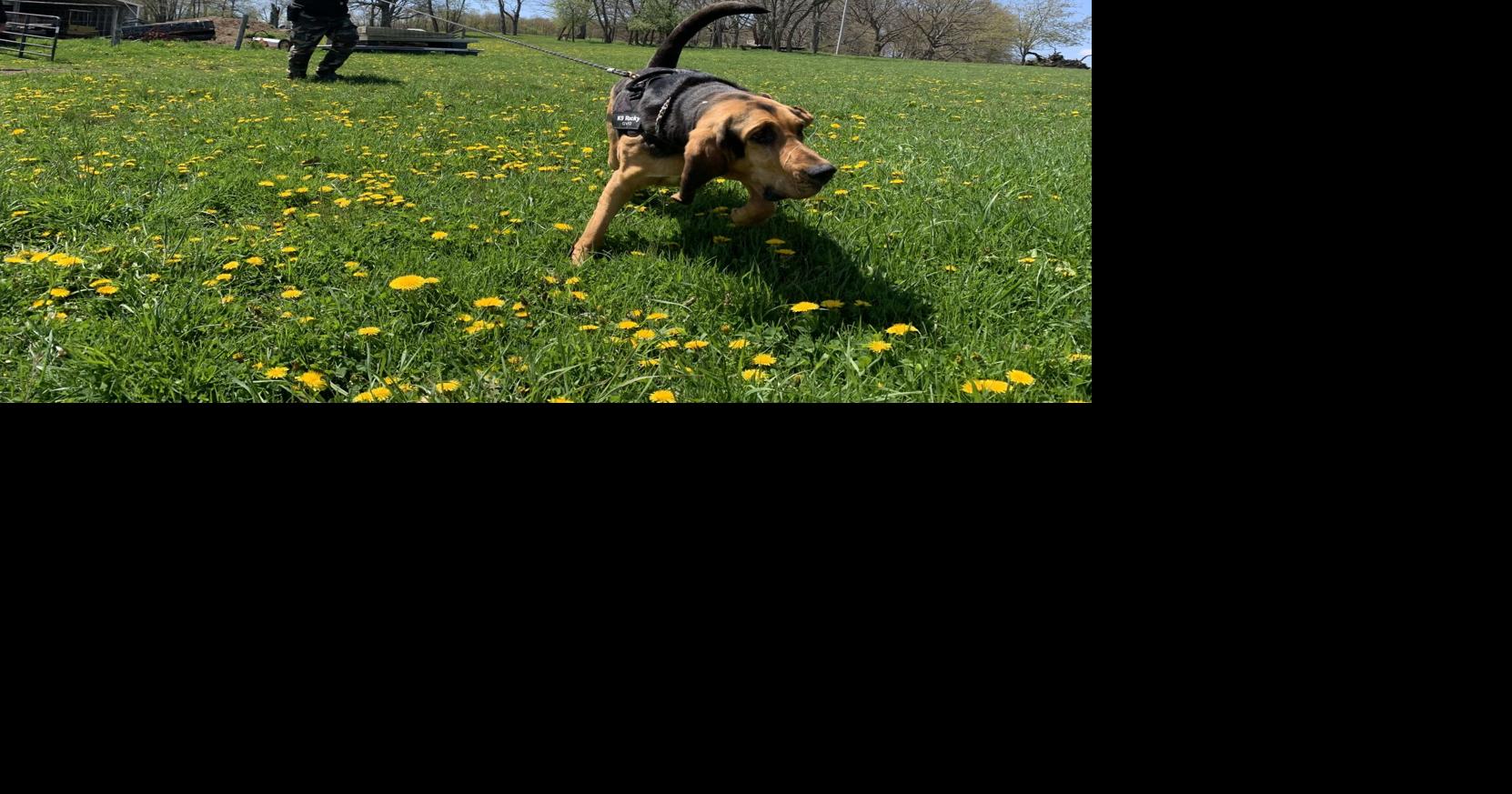 National Police Bloodhound training next week at Wisp Resort | Local ...