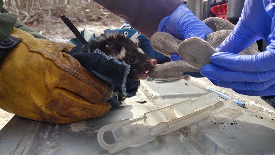 The search for eastern spotted skunks | Local News | times-news.com