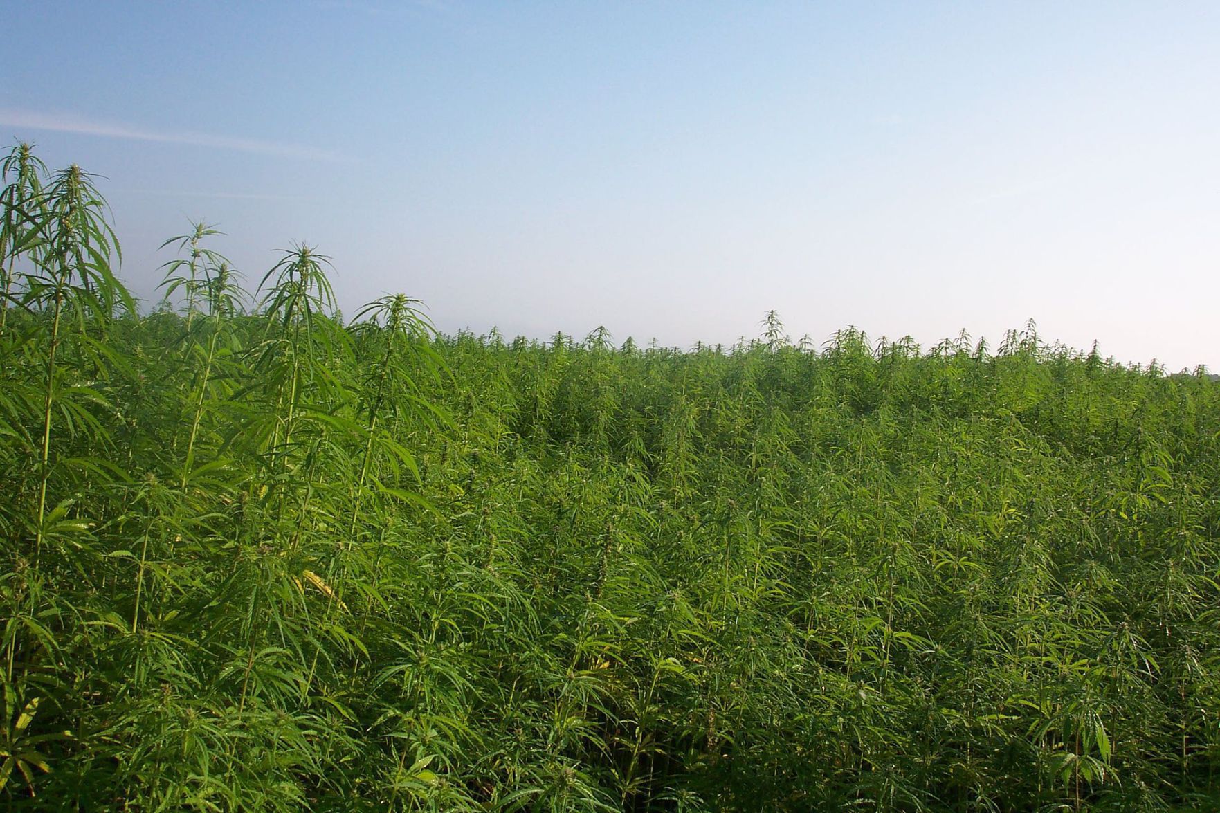 For the first time in decades, industrial hemp is growing legally in ...