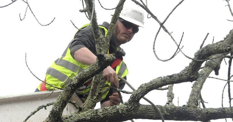 Potomac Edison tree-trimming underway | Business | times-news.com