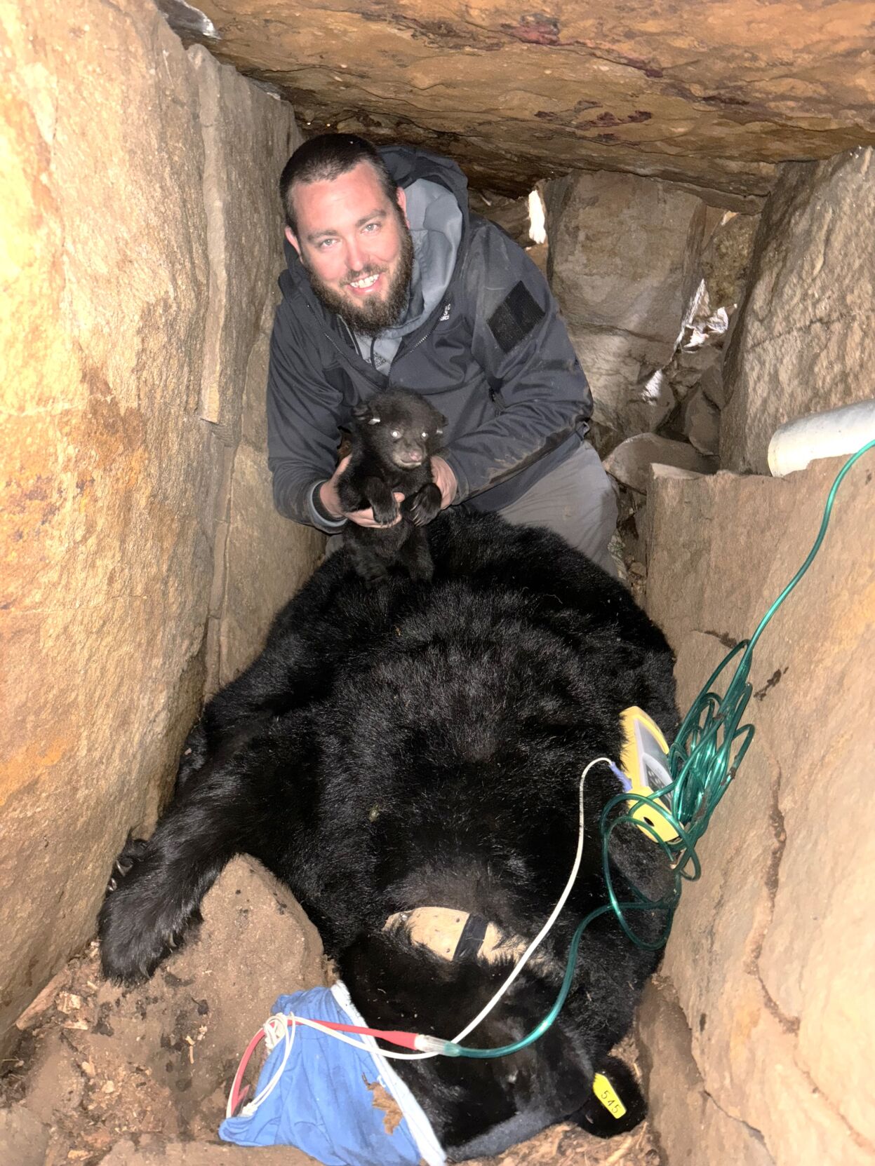 Experts monitor bear health with den visits | Local News | times-news.com