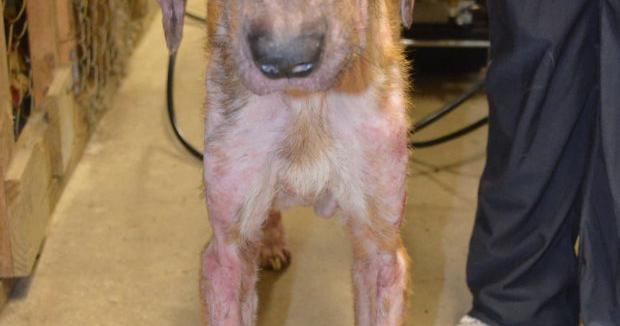 Animal shelter operator seeks sick dog’s owners | Local News | times ...