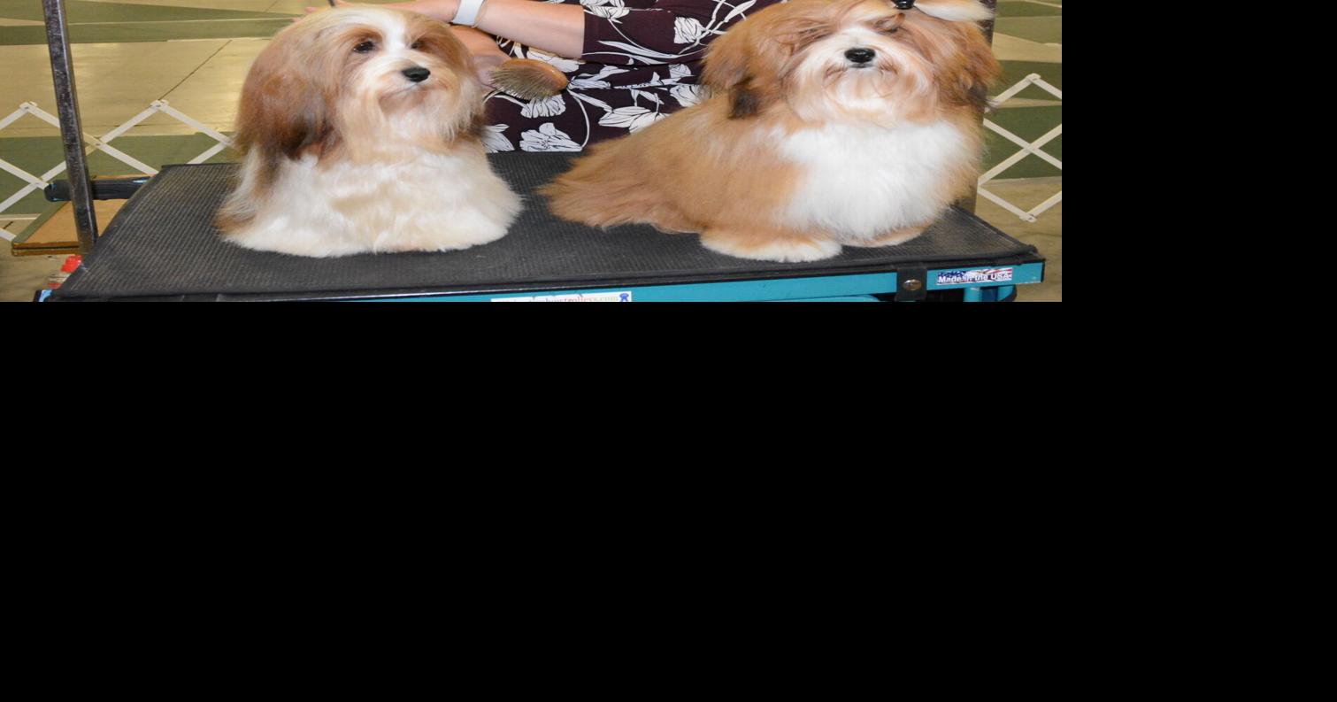 Dog show teaches people about canine characteristics | Local News ...